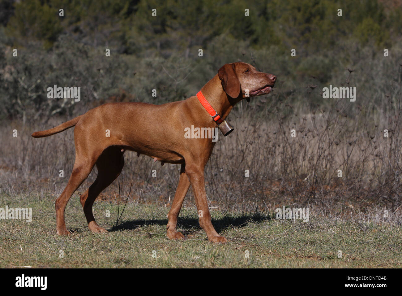 dog Magyar Vizsla / Hungarian Pointer shorthaired adult standing in a ...