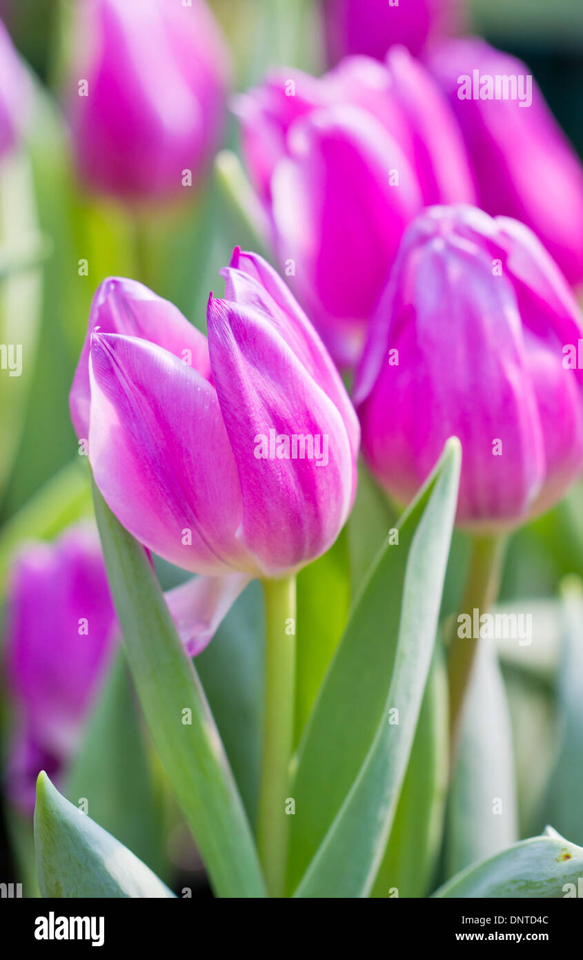 Purple tulip flowers Stock Photo - Alamy