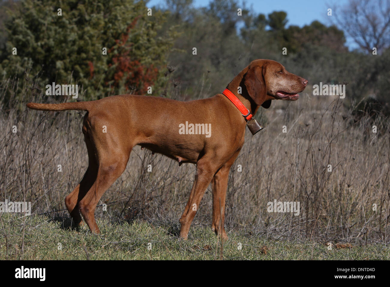 dog Magyar Vizsla / Hungarian Pointer shorthaired adult standing in a ...