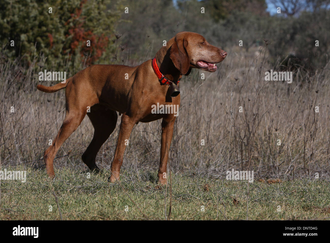 Short haired hungarian pointers hi-res stock photography and images - Alamy