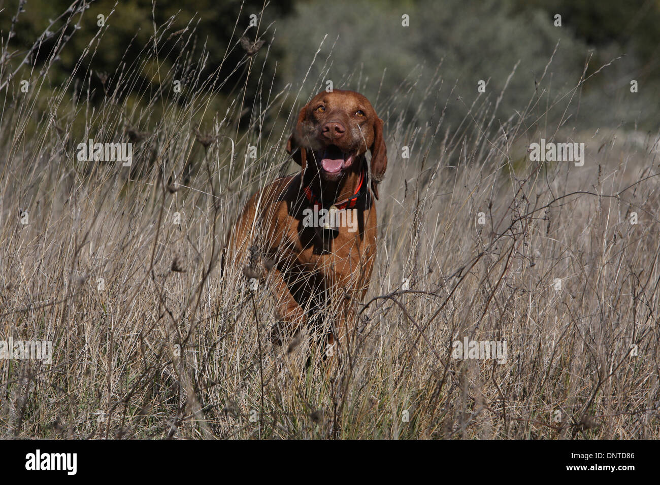 dog Magyar Vizsla / Hungarian Pointer shorthaired adult pointing in ...