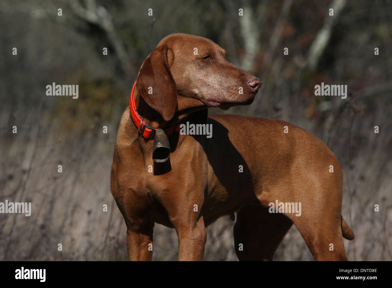 dog Magyar Vizsla / Hungarian Pointer shorthaired adult portrait Stock ...