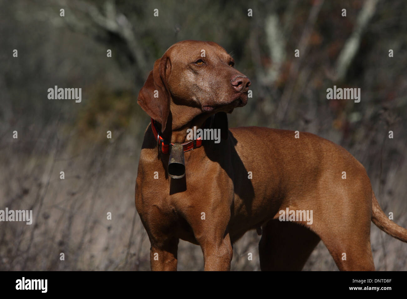 dog Magyar Vizsla / Hungarian Pointer shorthaired adult portrait Stock ...