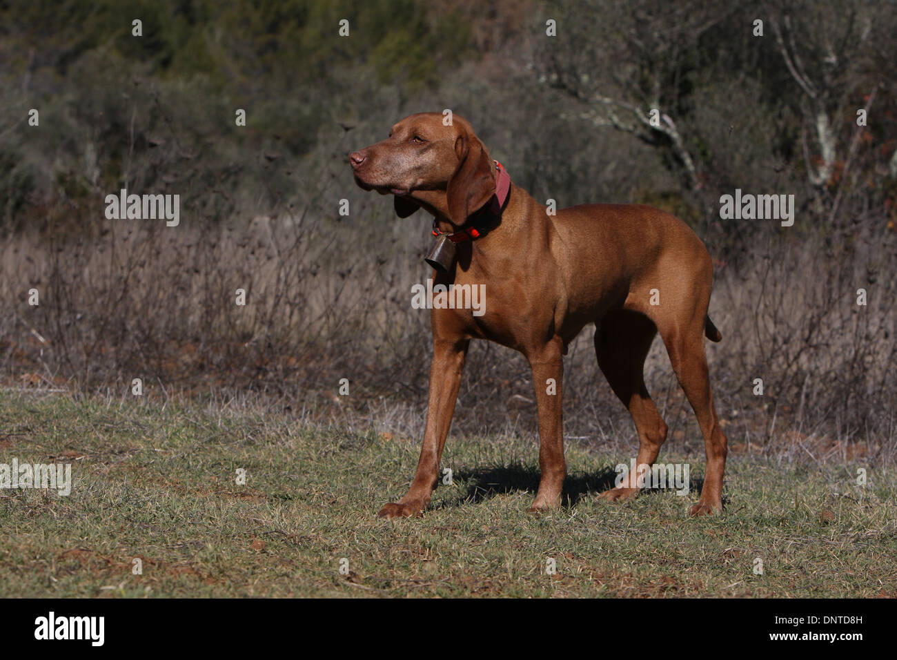 Hungarian shorthaired pointers hi-res stock photography and images - Alamy