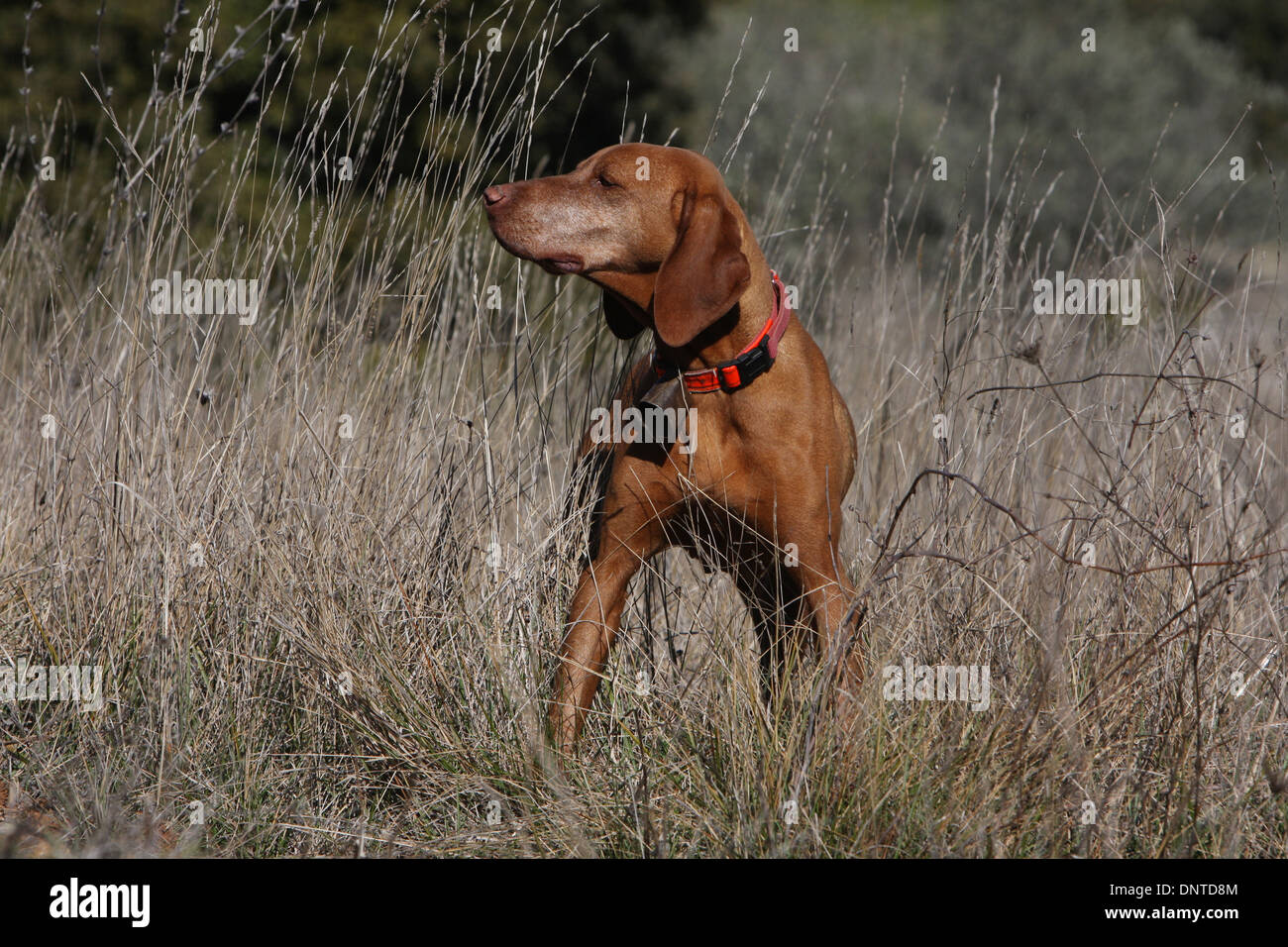dog Magyar Vizsla / Hungarian Pointer shorthaired adult standing in a ...