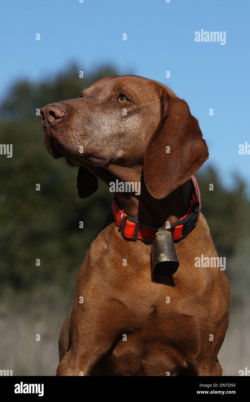 Hungarian shorthaired pointers hi-res stock photography and images - Alamy