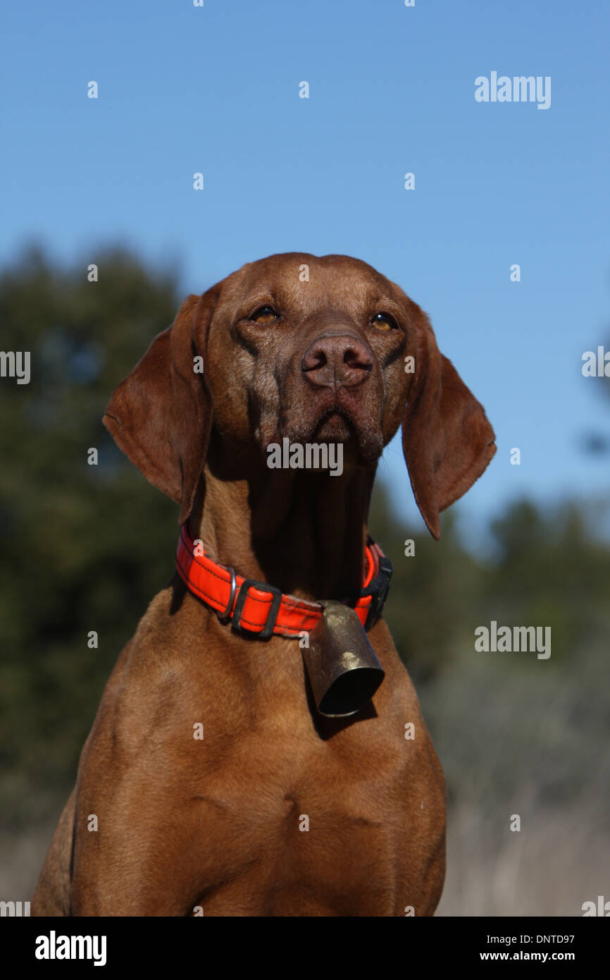 dog Magyar Vizsla / Hungarian Pointer shorthaired adult portrait Stock ...