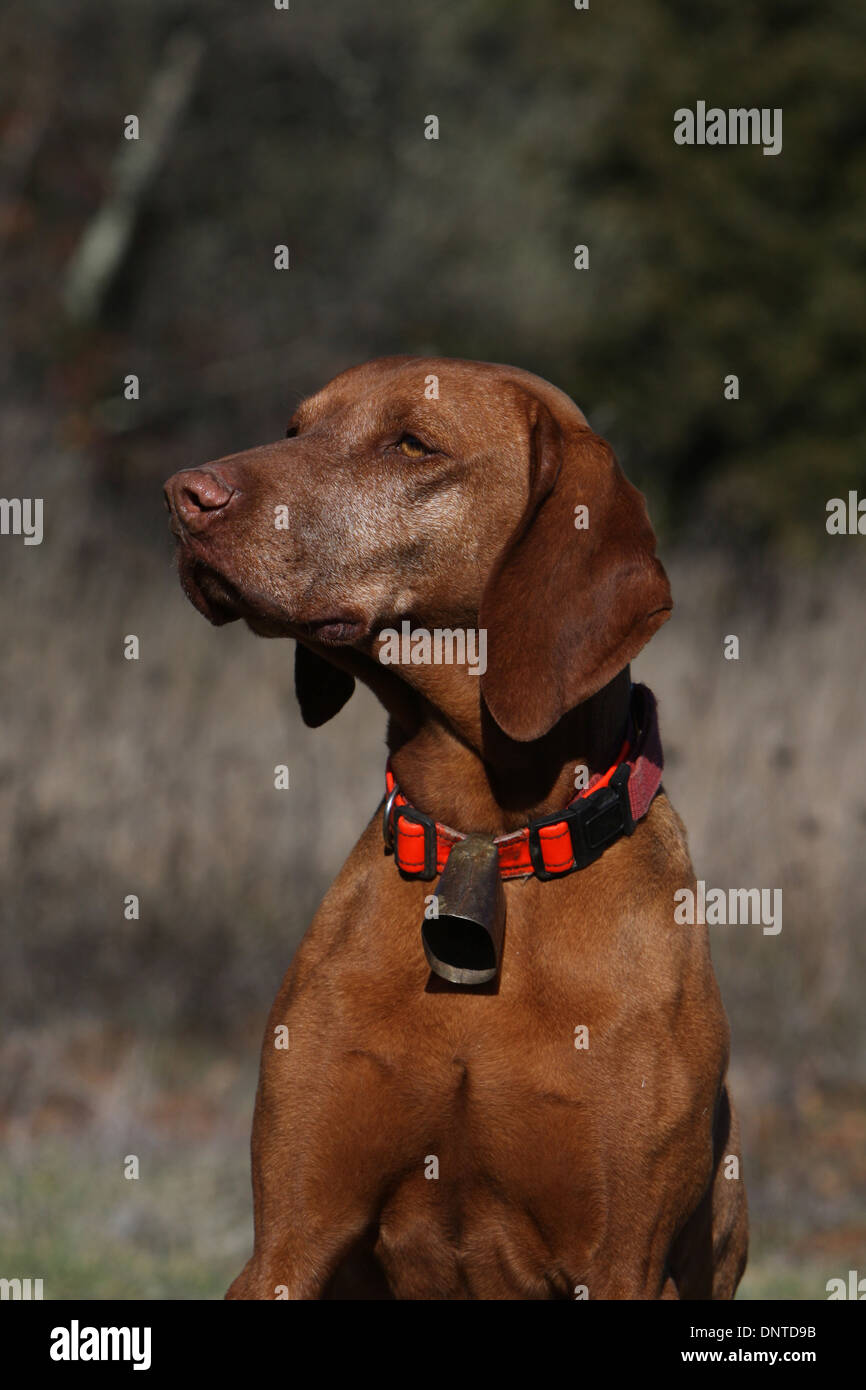 dog Magyar Vizsla / Hungarian Pointer shorthaired adult portrait Stock ...