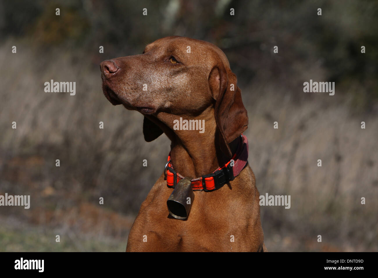 dog Magyar Vizsla / Hungarian Pointer shorthaired adult portrait Stock ...