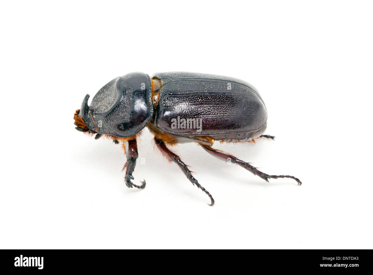 Scarab beetle isolated on Cut Out Stock Images & Pictures - Alamy