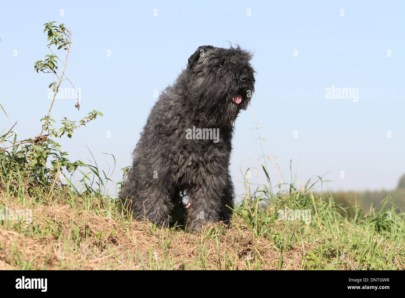 Dog Bouvier des Flandres / Flanders Cattle Dog adult standing in a ...