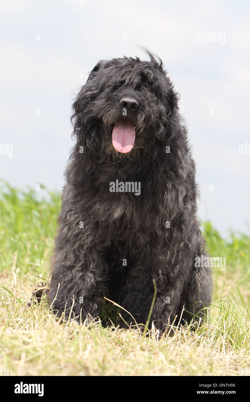 Dog Bouvier des Flandres / Flanders Cattle Dog adult sitting in a ...