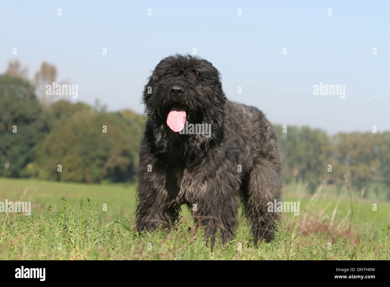 Dog Bouvier des Flandres / Flanders Cattle Dog adult standing in a ...