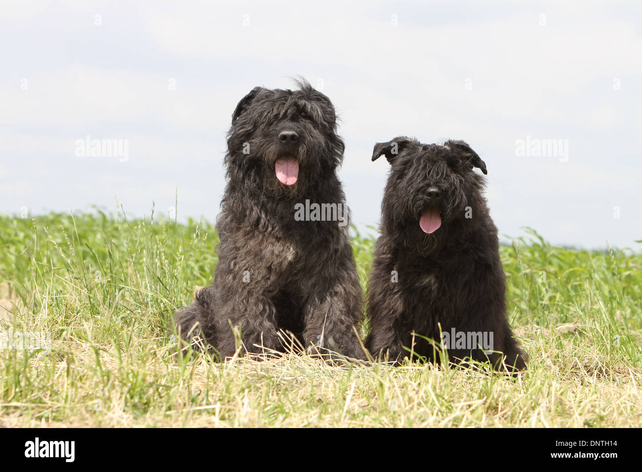 Dog Bouvier des Flandres / Flanders Cattle Dog two adults sitting in a ...