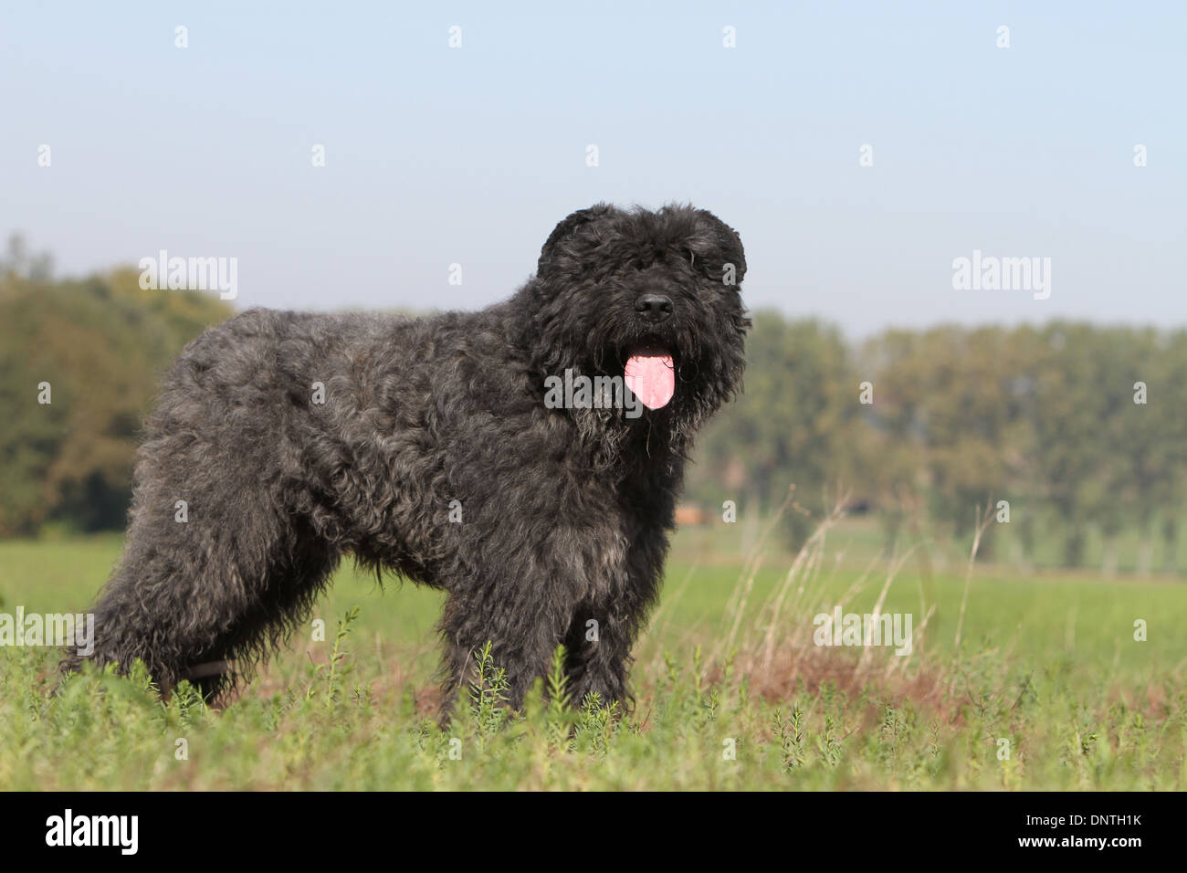 Dog Bouvier des Flandres / Flanders Cattle Dog adult standing in a ...