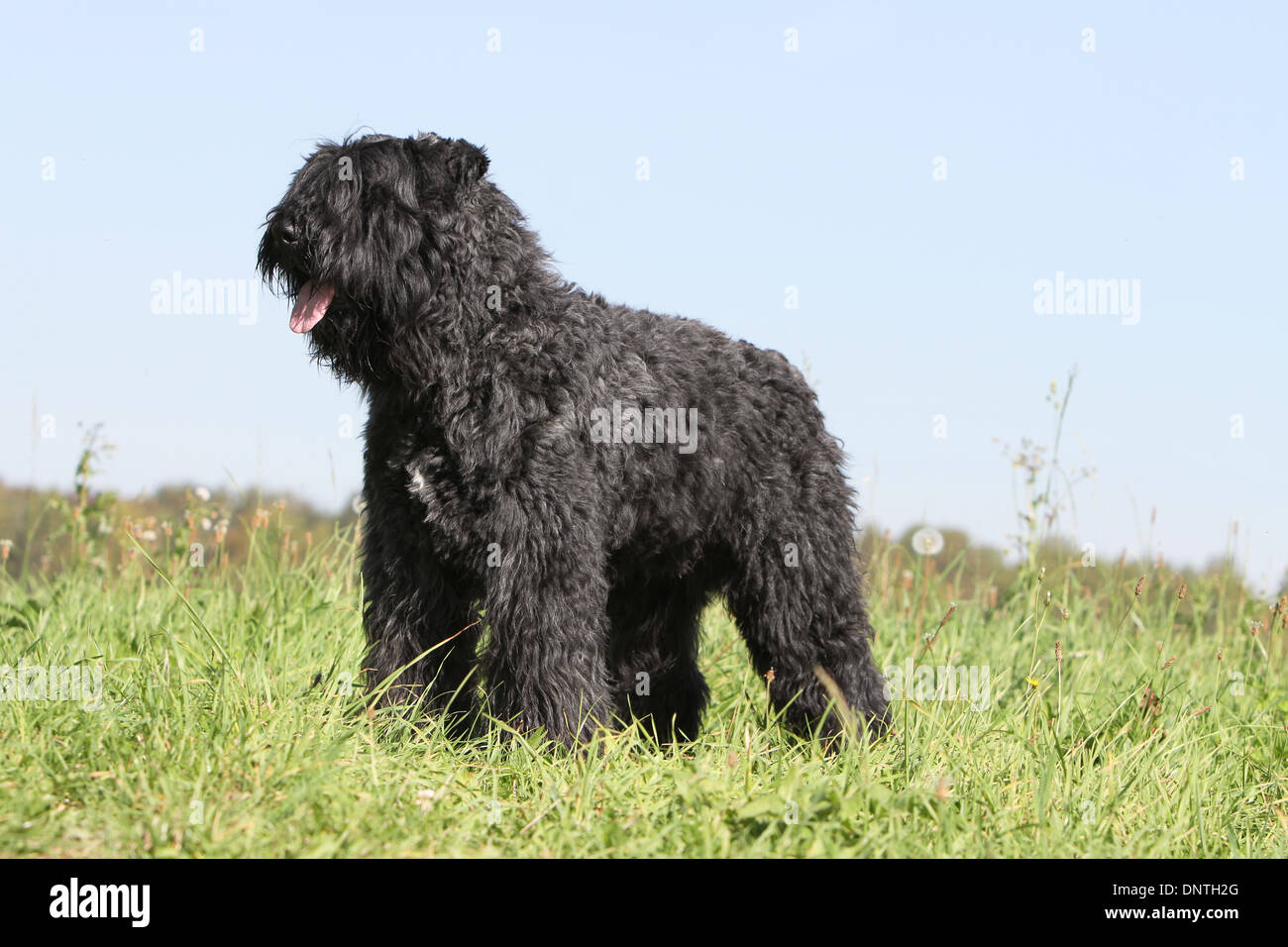 Dog Bouvier des Flandres / Flanders Cattle Dog adult standing in a ...