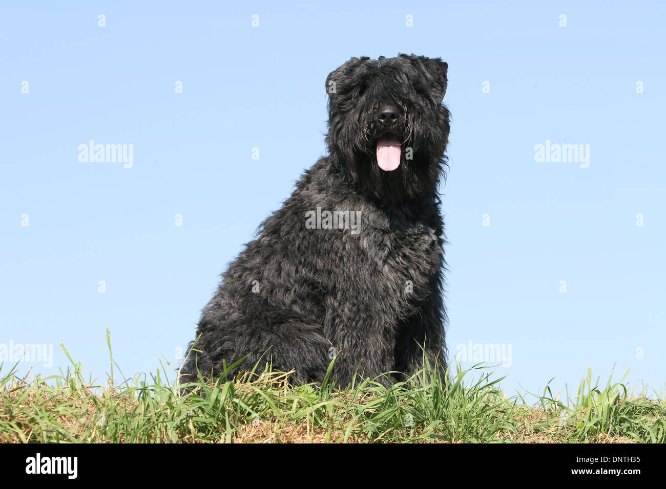 Dog Bouvier des Flandres / Flanders Cattle Dog adult sitting in a ...