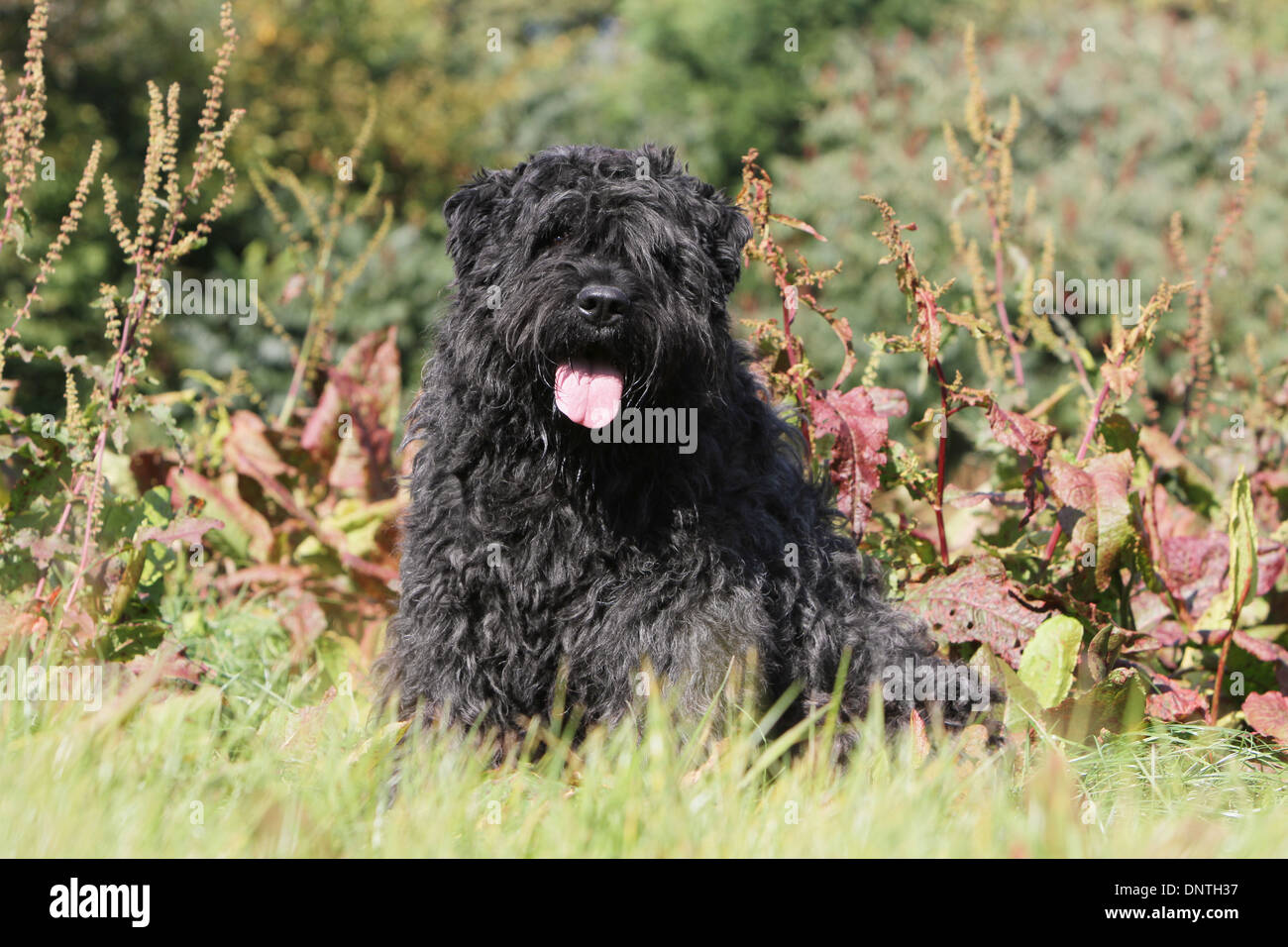Dog Bouvier des Flandres / Flanders Cattle Dog adult sitting in a ...