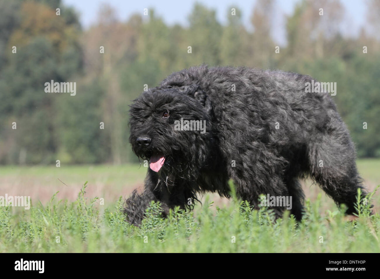 Dog Bouvier des Flandres / Flanders Cattle Dog adult running in a field ...