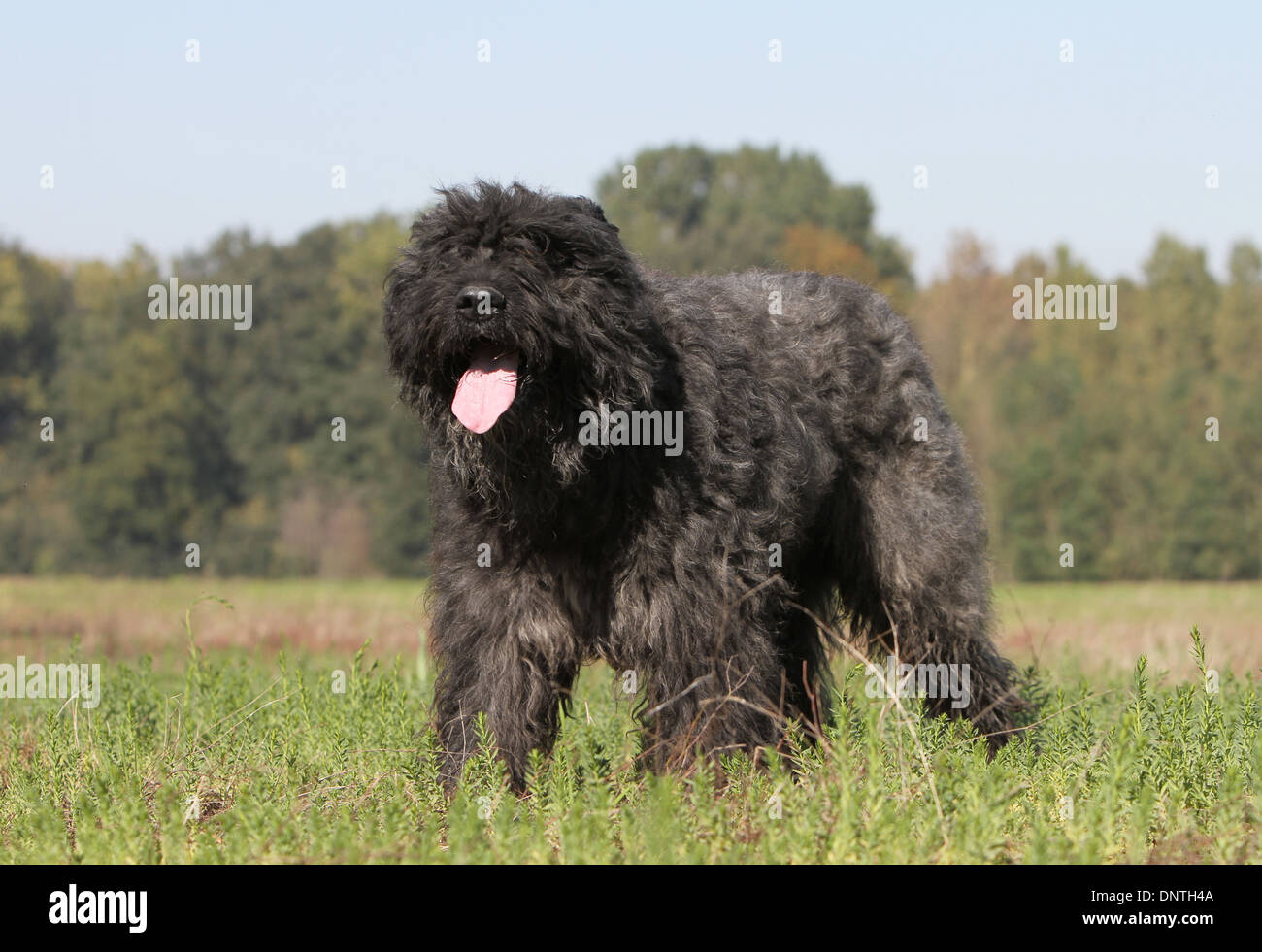 Dog Bouvier des Flandres / Flanders Cattle Dog adult standing in a ...
