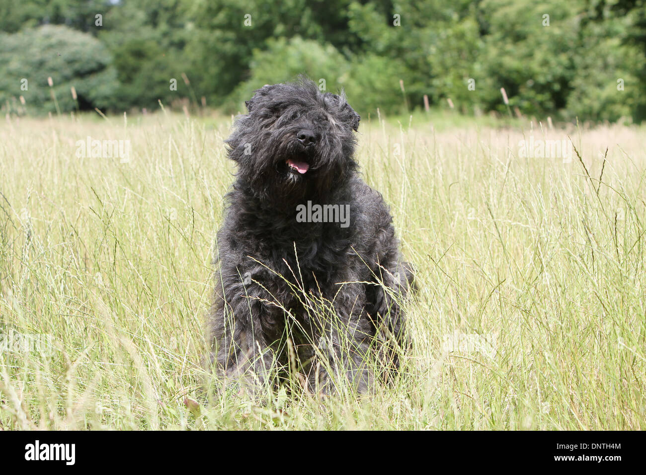Bouviers des flanders hi-res stock photography and images - Alamy