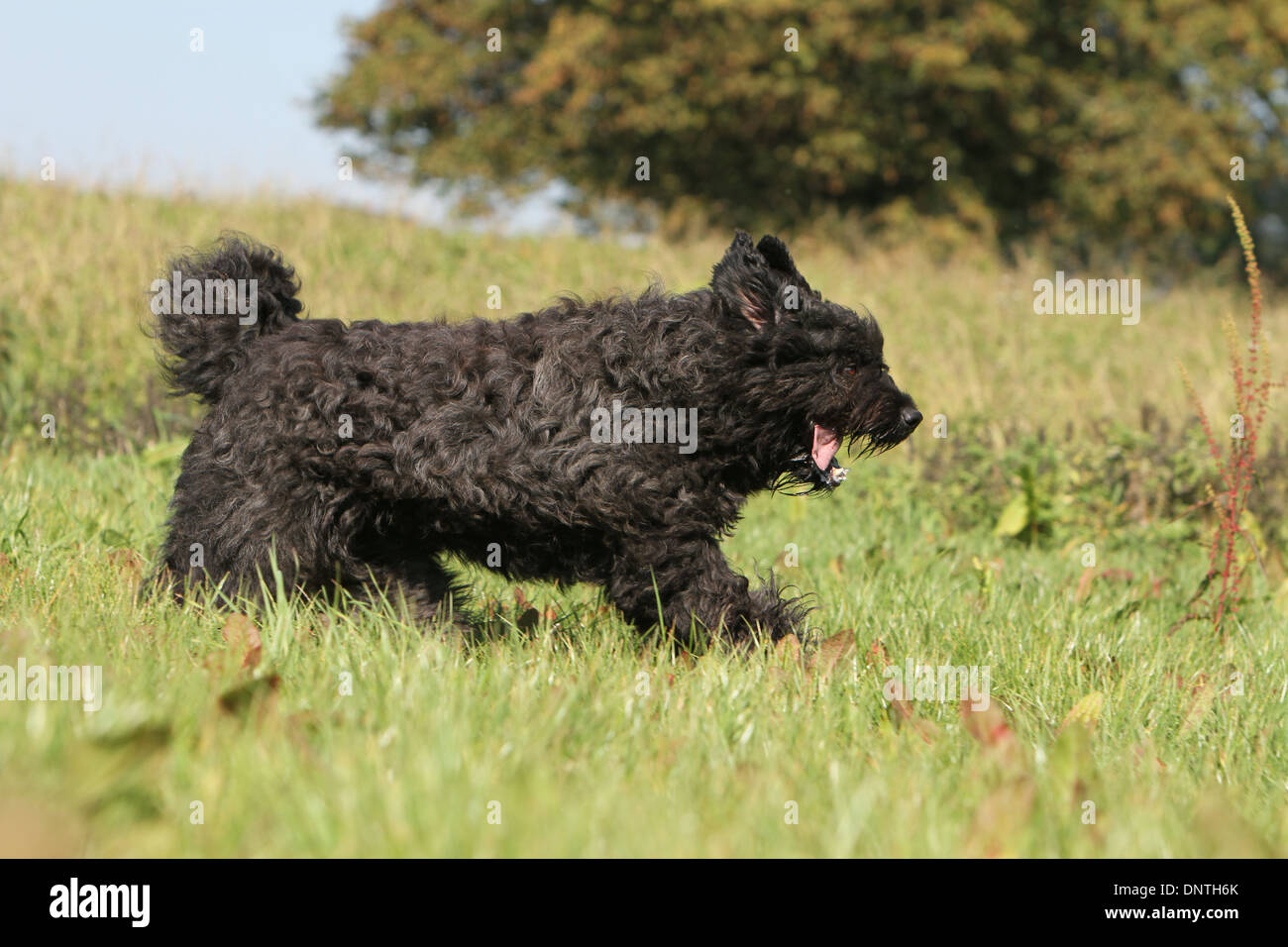 Dog Bouvier des Flandres / Flanders Cattle Dog adult running in a ...