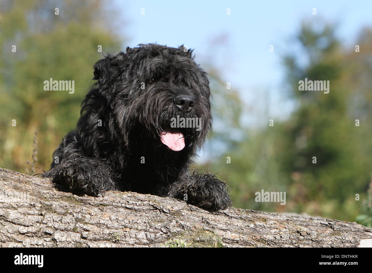 Bouvier Dog