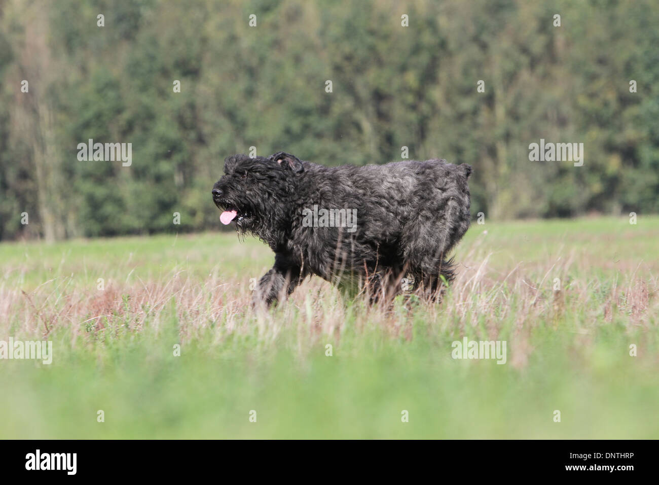 Uncropped field hi-res stock photography and images - Alamy
