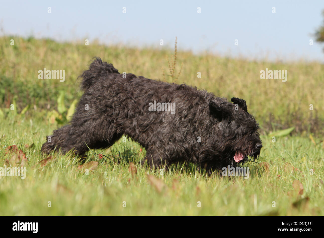 Bouviers des flanders hi-res stock photography and images - Alamy