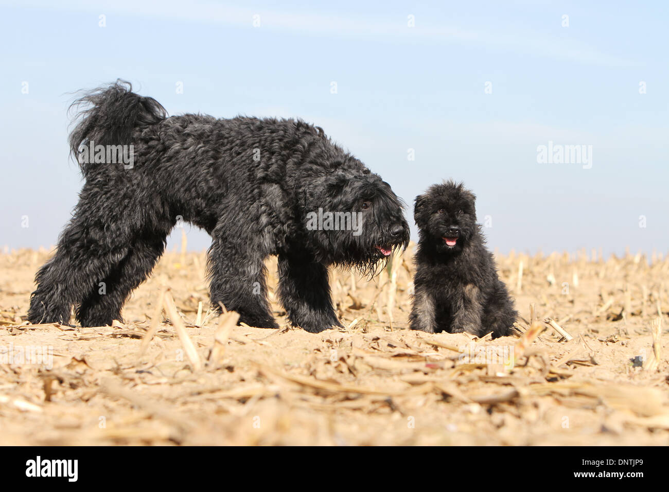 Bouvier family hi-res stock photography and images - Alamy