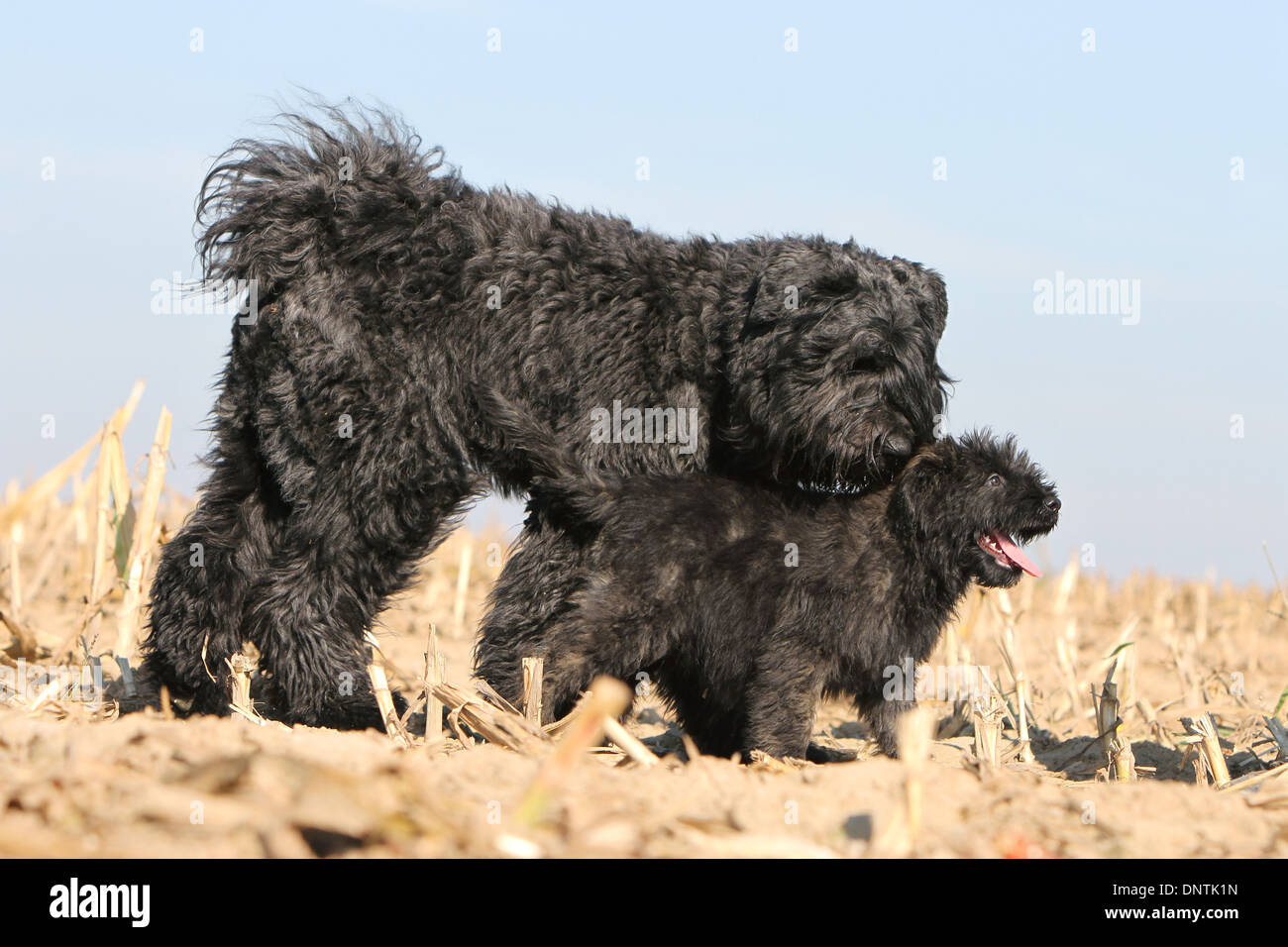 Dog Bouvier des Flandres / Flanders Cattle Dog adult and puppy standing ...