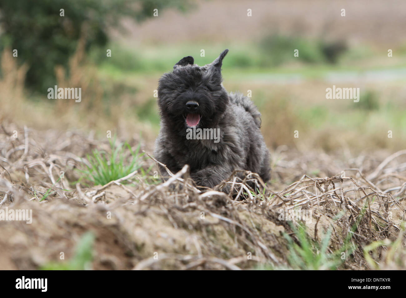 Dog Bouvier des Flandres / Flanders Cattle Dog puppy running in a field ...