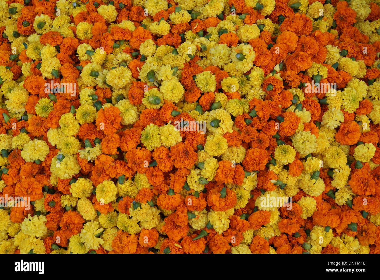 Indian marigold flower hi-res stock photography and images - Alamy