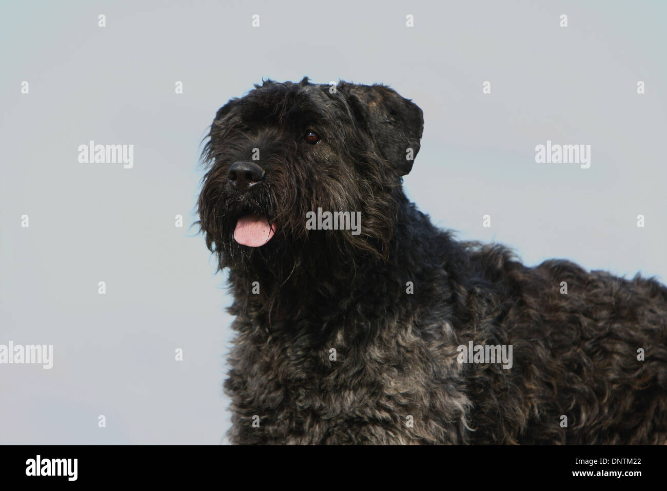 Bouvier Des Flanders Dog High Resolution Stock Photography and Images ...