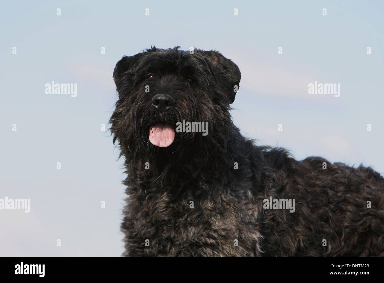 Dog Bouvier des Flandres / Flanders Cattle Dog adult portrait Stock ...