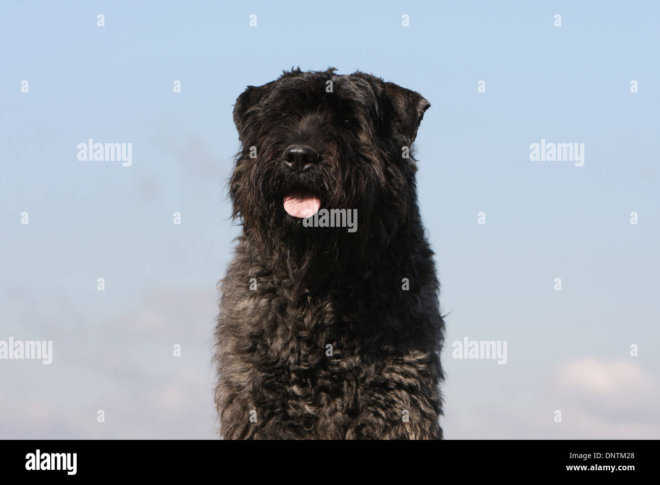 Dog Bouvier des Flandres / Flanders Cattle Dog adult portrait Stock ...