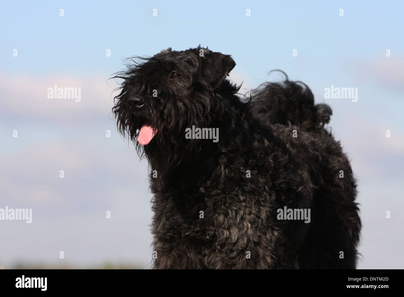 Bouvier Des Flanders Dog High Resolution Stock Photography and Images ...