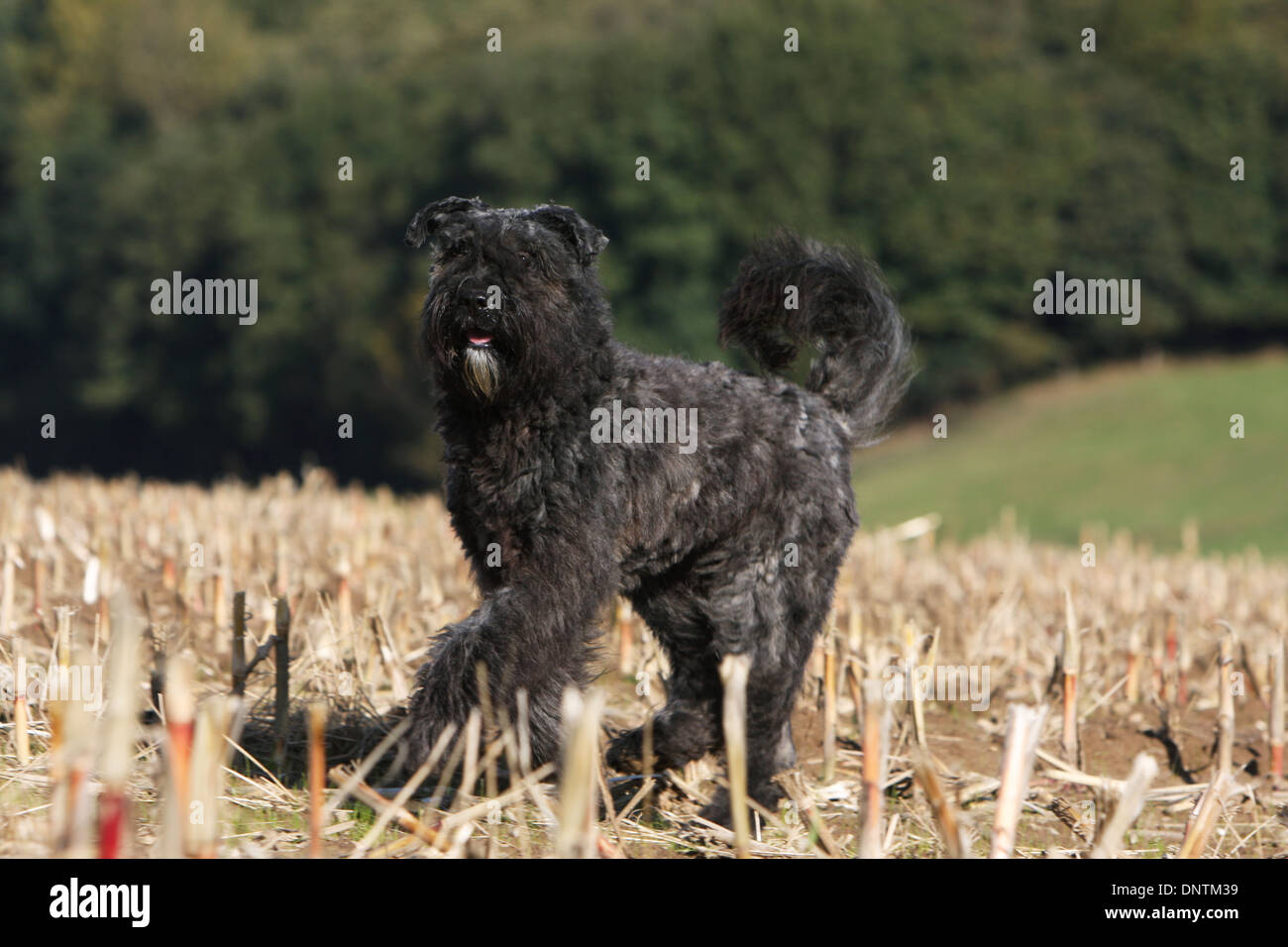 Dog Bouvier des Flandres / Flanders Cattle Dog adult running in a field ...