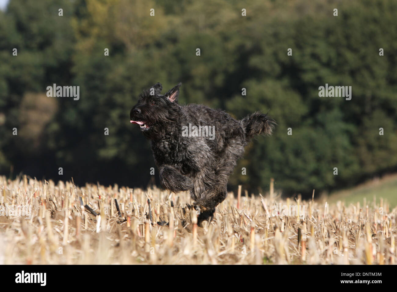 Dog Bouvier des Flandres / Flanders Cattle Dog adult running in a field ...