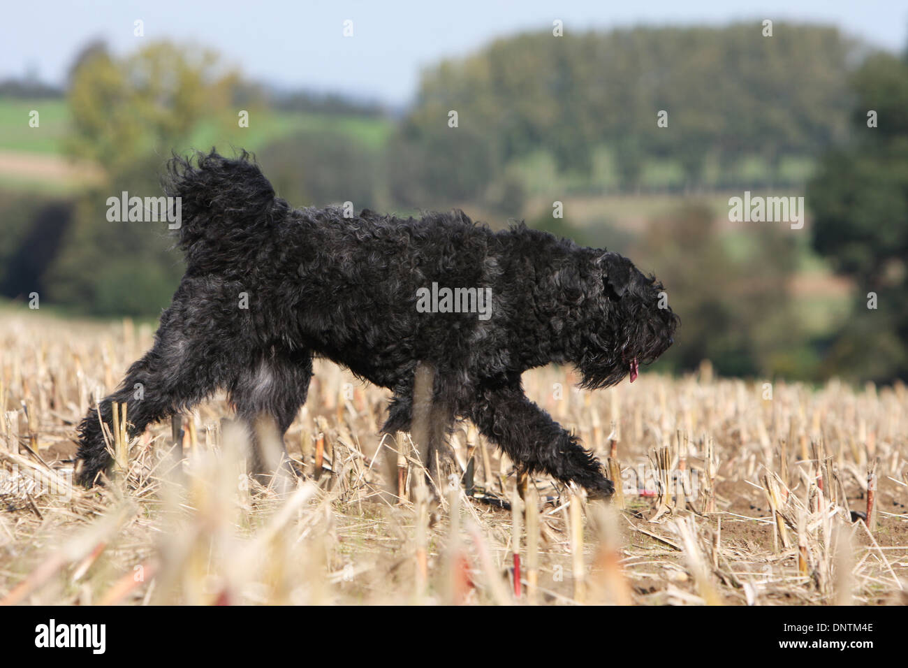 Dog Bouvier des Flandres / Flanders Cattle Dog adult walking in a field ...