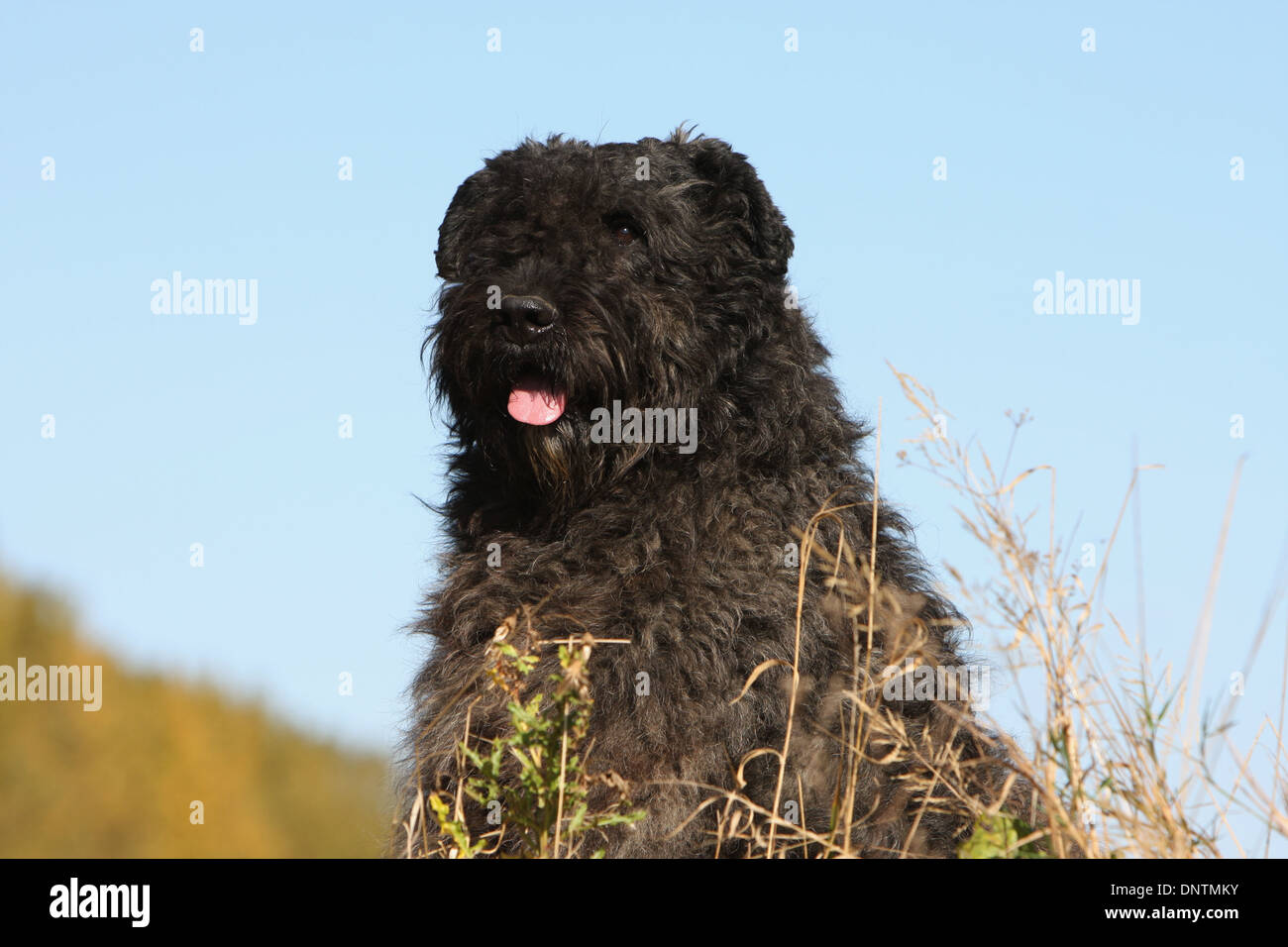 Bouvier Des Flanders Dog High Resolution Stock Photography and Images ...