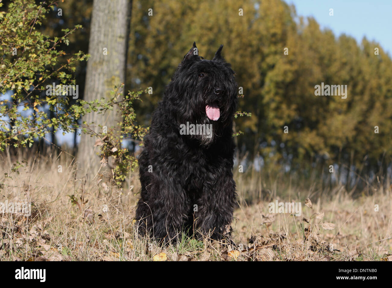 Dog Bouvier des Flandres / Flanders Cattle Dog adult standing in a ...