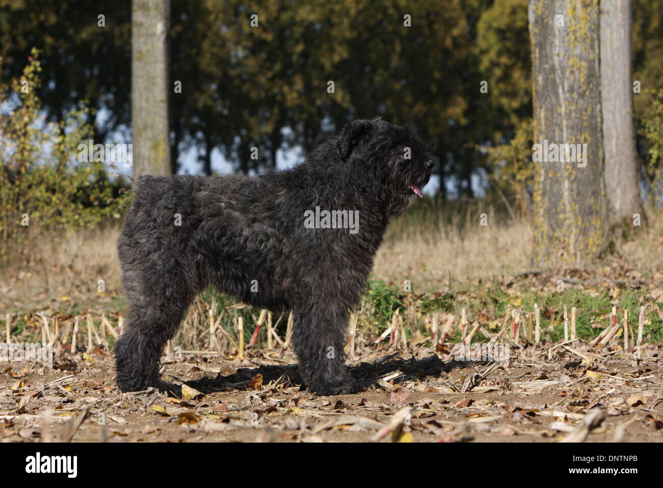 Dog Bouvier des Flandres / Flanders Cattle Dog adult standing in a ...