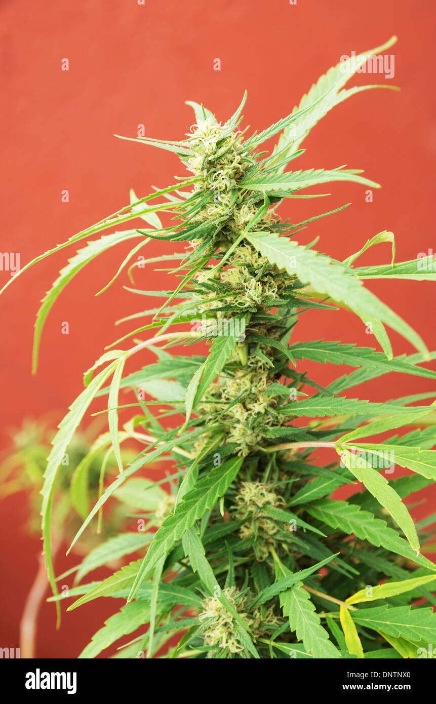 Marijuana green leaves hi-res stock photography and images - Alamy
