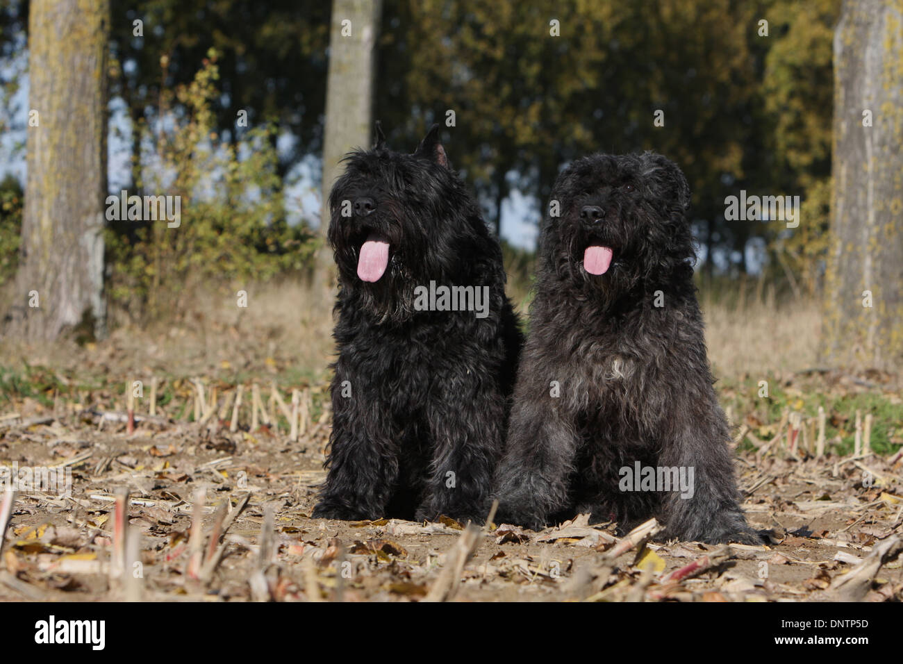 Dog Bouvier des Flandres / Flanders Cattle Dog two adults sitting in a ...