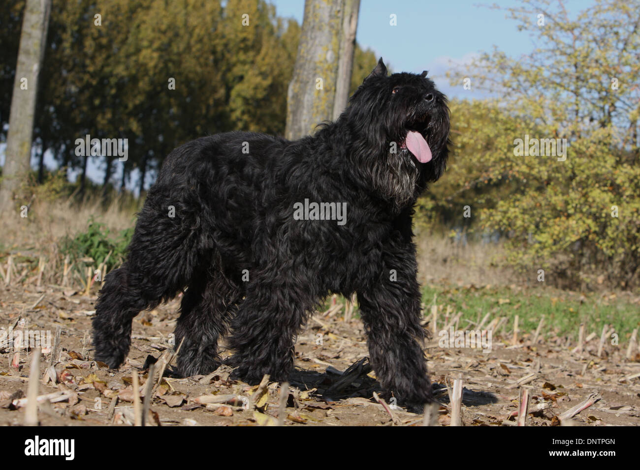 Dog Bouvier des Flandres / Flanders Cattle Dog adult walking in a ...