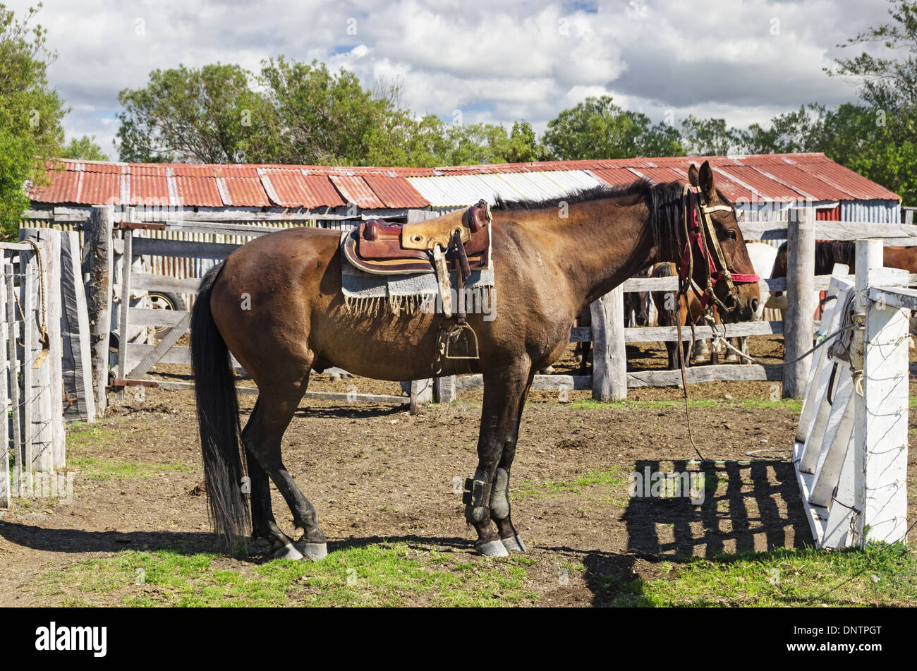 Saddle and horse barn hi-res stock photography and images - Alamy