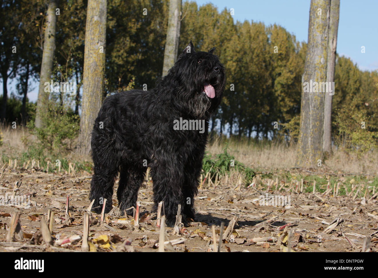 Dog Bouvier des Flandres / Flanders Cattle Dog adult standing in a ...