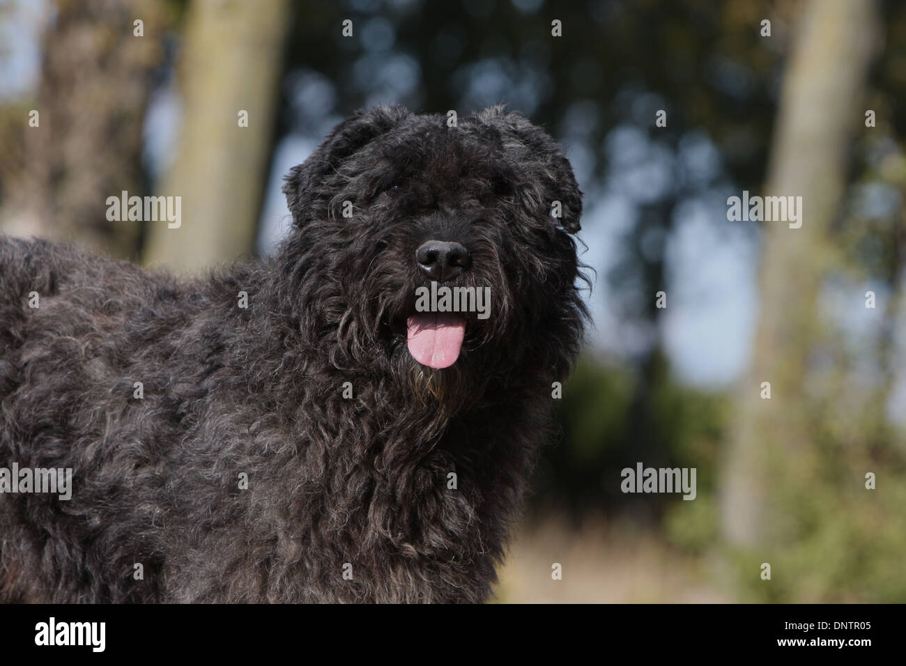 Bouvier Des Flanders Dog High Resolution Stock Photography and Images ...