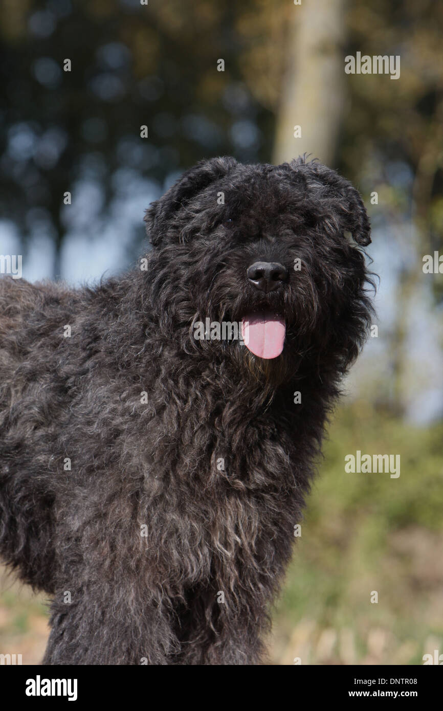 Bouvier des flanders dog hi-res stock photography and images - Alamy